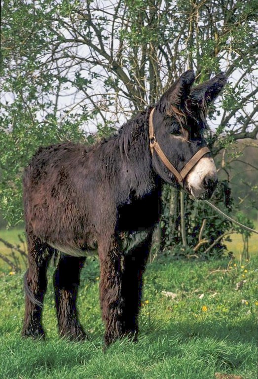 Prix de l’Agrodiversité animale en France
